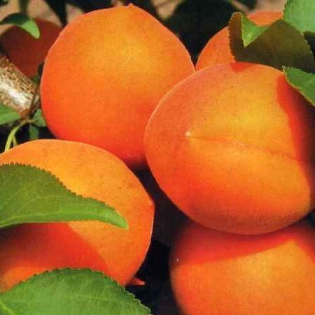 Marhuľa Maďarská :: Kvety Hanik